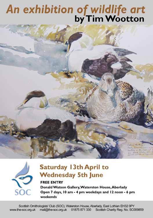 Tim Wootton Wildlife Art: New Exhibition at the Scottish Ornithologists ...